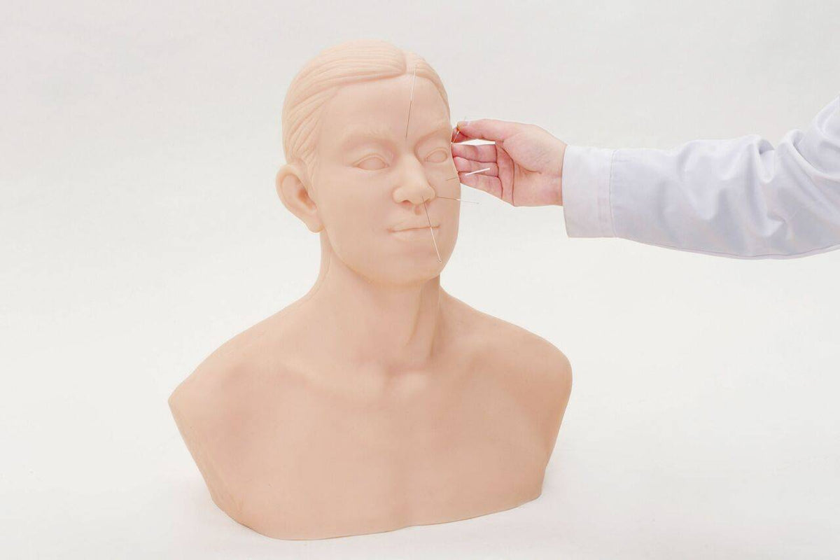 Anatomy Lab Acupuncture Training Head Pristine Medical