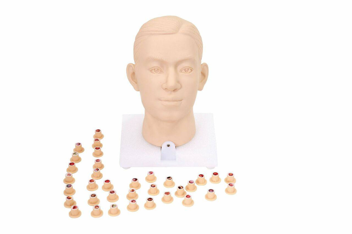 Anatomy Lab Intra-aural Examination Trainer (Binaural) — Pristine Medical