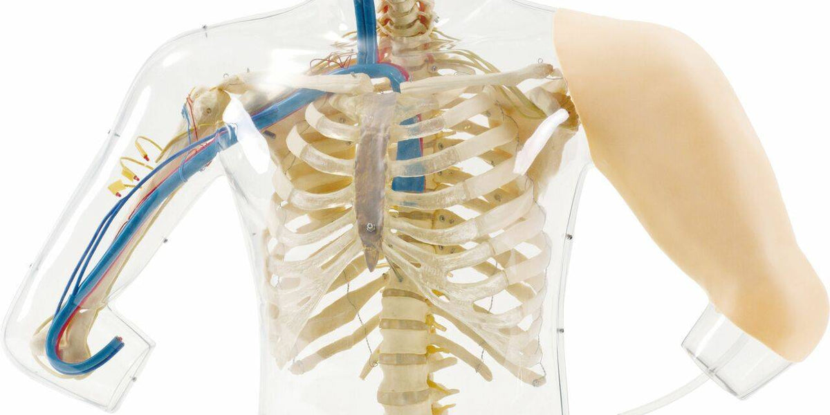 Arm Injection Site Model – Intramuscular Training Aid — Pristine Medical