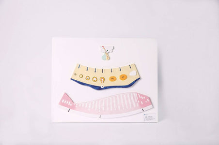 Anatomy Lab Menstrual Cycle Demonstration Model — Pristine Medical