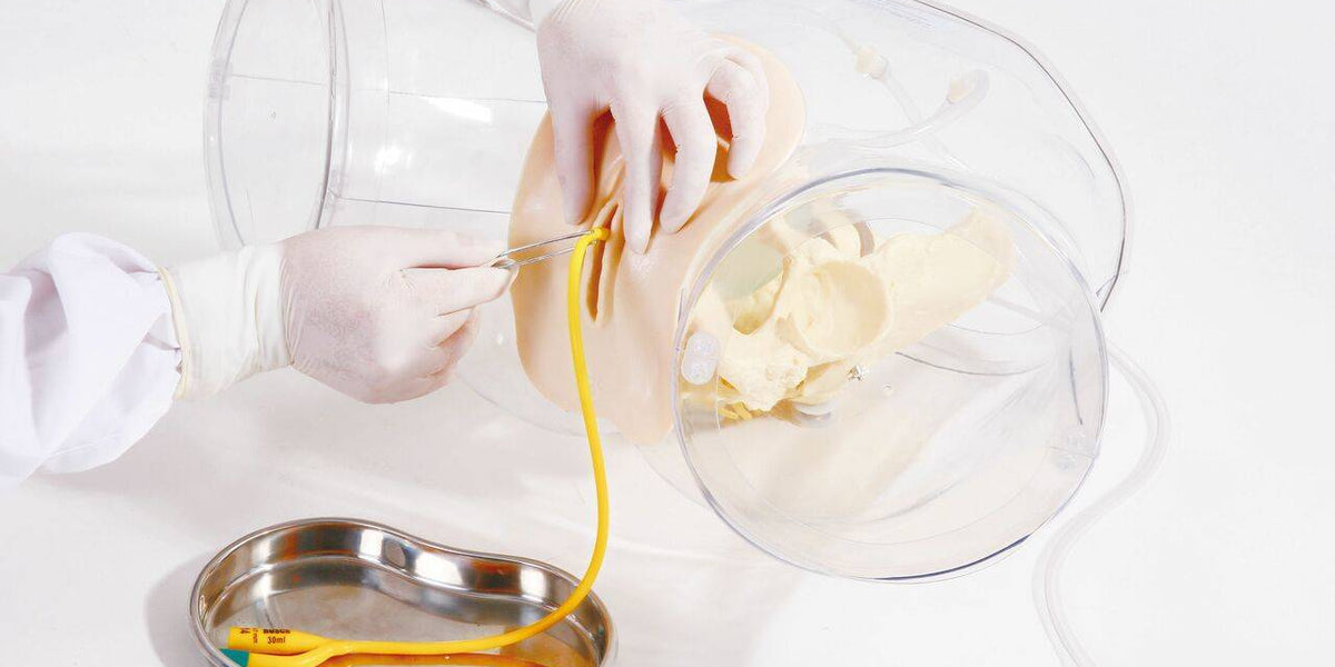 Anatomy Lab Transparent Female Catheterization Model — Pristine Medical